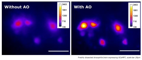 Adaptive Optics Light-Sheet Microscopy for functional Neuroimaging ...