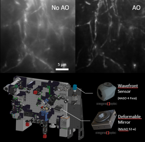 Lattice Light-sheet Adaptive Optics | Imagine Optic